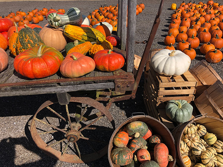 The Orchard & Co. - Pumpkins